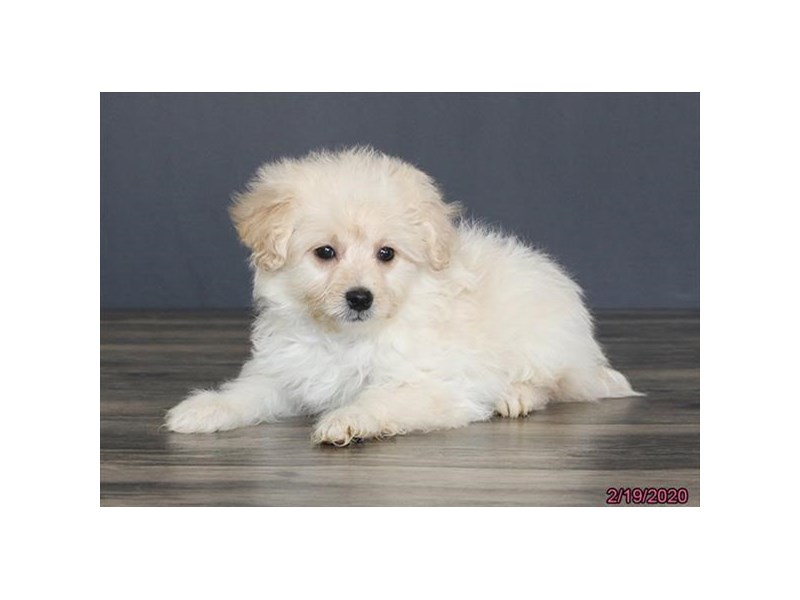 Pomapoo Puppies - Petland Dalton, Georgia