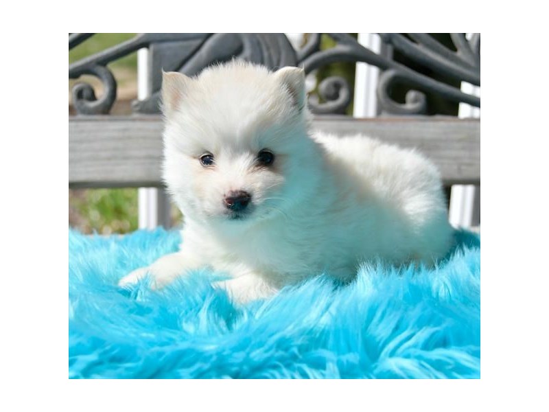 Pomsky Puppy Cream ID:8324 Located at Petland Dalton, Georgia
