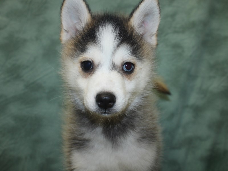 Pomsky Puppy Gray / White ID:18759 Located at Petland Dalton, Georgia