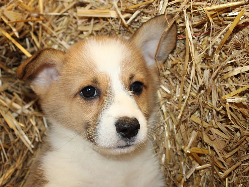 Pembroke Welsh Corgi Puppy SABLE WHITE ID:8579 Located at Petland ...