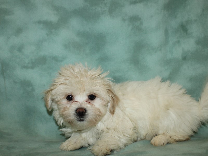 Teddy Bear Puppy Cream / White ID:8752 Located at Petland Dalton, Georgia