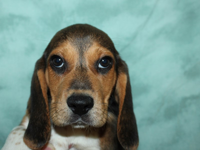 Beagle Puppy Black Fawn and White ID:19512 Located at Petland Dalton ...