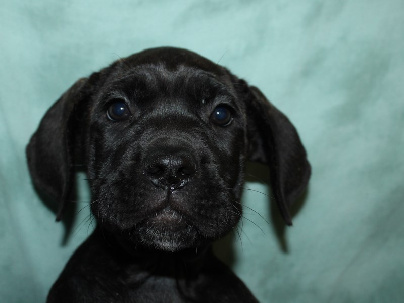 Cane Corso Puppy Brindle ID:19516 Located at Petland Dalton, Georgia