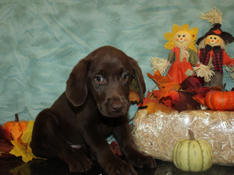 Labrador Retriever Puppy Chocolate ID:19745 Located at Petland Dalton ...