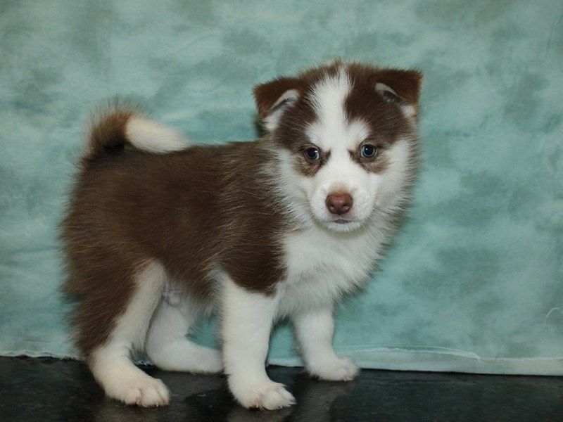Pomsky Puppy RED WHITE ID:20010 Located at Petland Dalton, Georgia