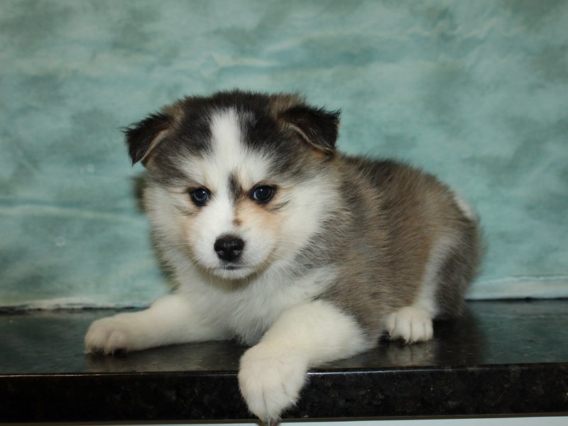 Pomsky Puppy BLK WHITE ID:20009 Located at Petland Dalton, Georgia