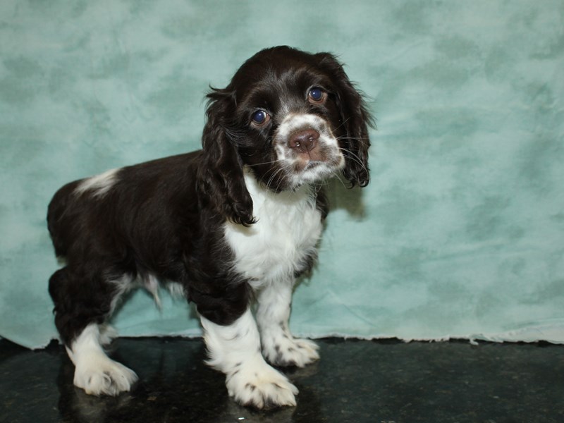 Cocker Spaniel Puppy Chocolate / White ID:19997 Located at Petland ...