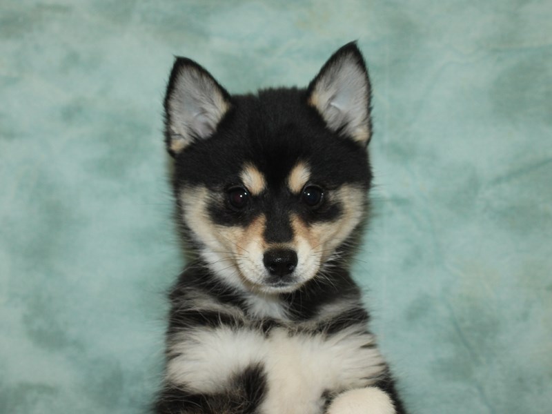 Pomsky Puppy Black ID:9319 Located at Petland Dalton, Georgia