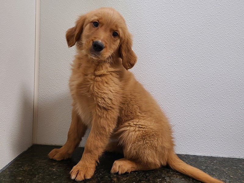 Golden Retriever Puppy Red ID 20273 Located at Petland Dalton Georgia