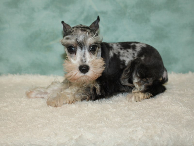Miniature Schnauzer Puppy Blue Merle ID:20386 Located at Petland Dalton ...