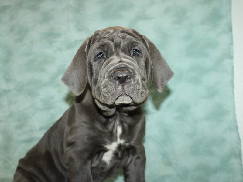 Neapolitan Mastiff Puppy Blue ID:20424 Located at Petland Dalton, Georgia