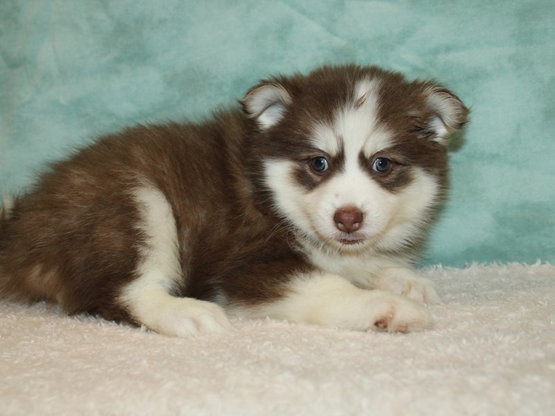 Pomsky Puppy Red / White ID:9472 Located at Petland Dalton, Georgia