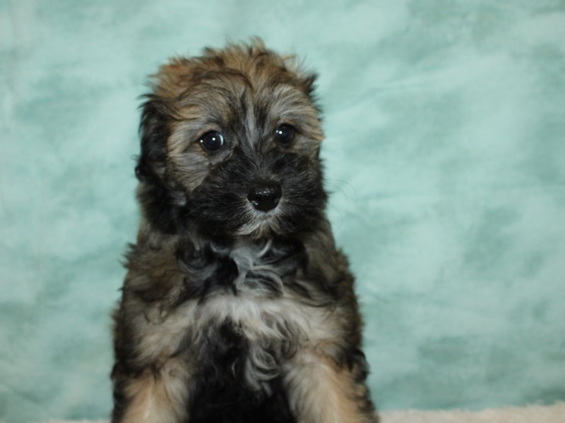 Pomapoo Puppy Brindle ID:20441 Located at Petland Dalton, Georgia