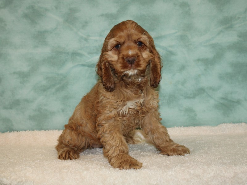 Cocker Spaniel Small Animal Ruby ID:20454 Located at Petland Dalton ...