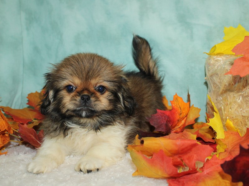 Pekingese Small Animal Sable ID:20515 Located at Petland Dalton, Georgia