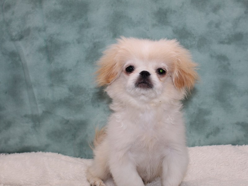 Pekingese Puppy Cream ID:9511 Located at Petland Dalton, Georgia