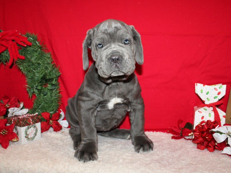 Neapolitan Mastiff Small Animal Blue ID:20667 Located at Petland Dalton ...