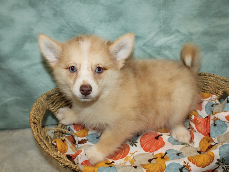 Pomsky Small Animal Chocolate Merle ID:9573 Located at Petland Dalton ...