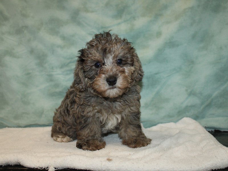 Yorkiepoo Puppy Blue Merle ID:20745 Located at Petland Dalton, Georgia