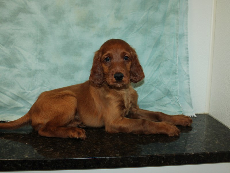 Irish Setter Small Animal Red ID:20828 Located at Petland Dalton, Georgia