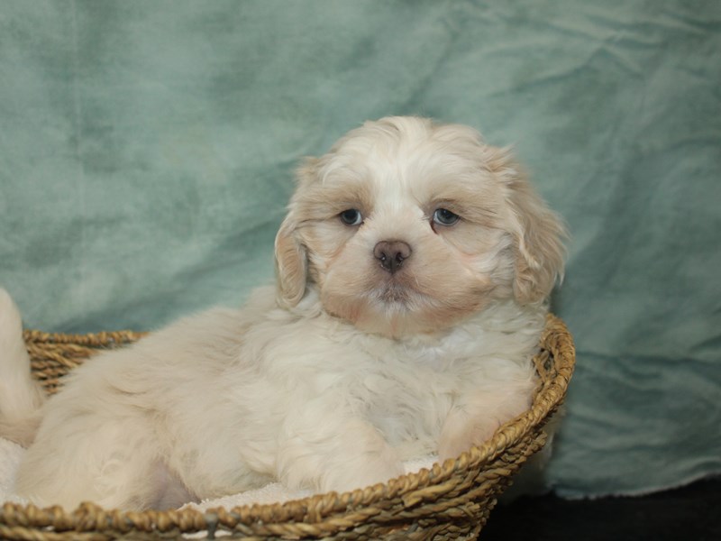 Shih Tzu Small Animal White / Cream ID:9663 Located at Petland Dalton ...