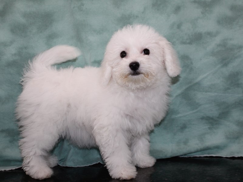 Bichon Frise Small Animal White ID:9697 Located at Petland Dalton, Georgia