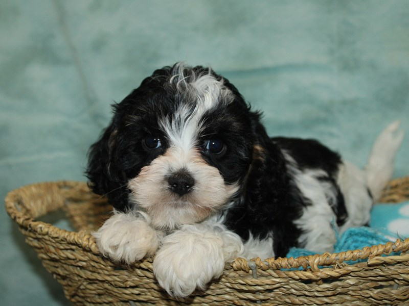 Cavachon Small Animal Tri Colored ID:20868 Located at Petland Dalton ...