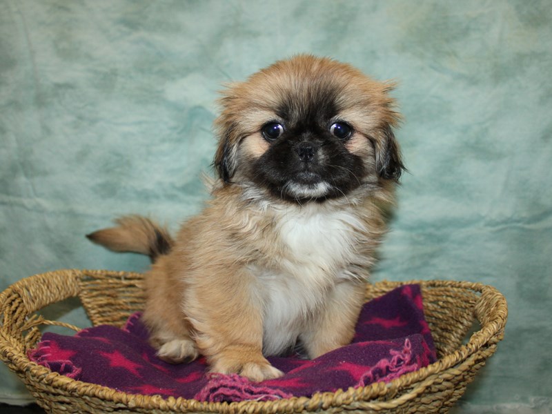 Pekingese Puppy Sable ID:20909 Located at Petland Dalton, Georgia