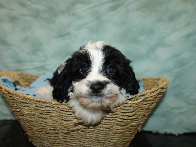 Cavapoo-DOG-Male-Black / White-4070982-Petland Dalton