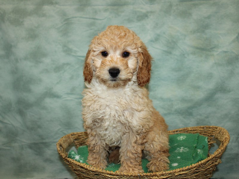 Miniature Goldendoodle Puppies - Petland Dalton, Georgia