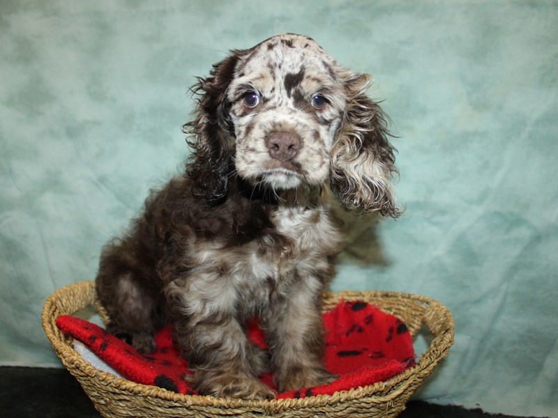 Cocker Spaniel-DOG-Male-Chocolate Merle-3889548-Petland Dalton, Georgia