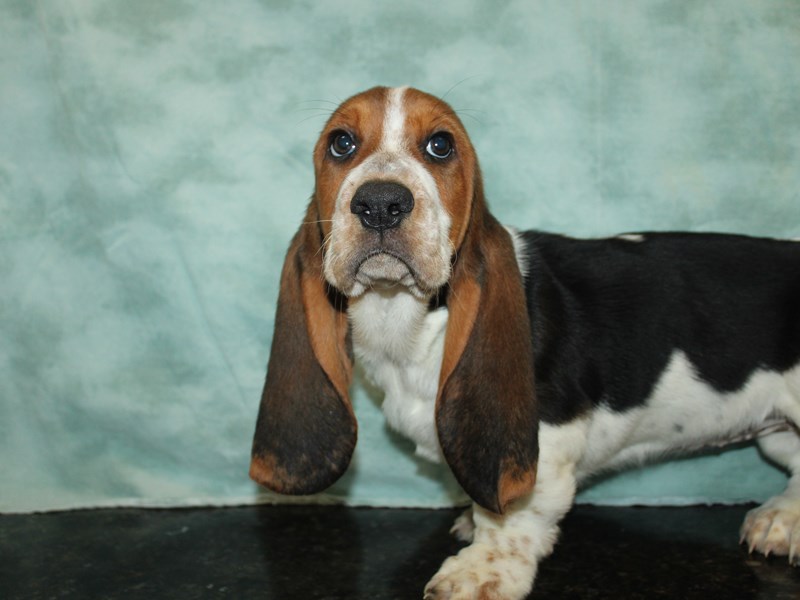 White Basset Hound Puppies