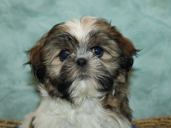 Shih Tzu-Dog-Male-Sable / White-3779140-Petland Dalton, Georgia