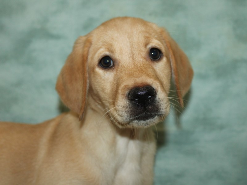 Female Yellow Lab Puppy