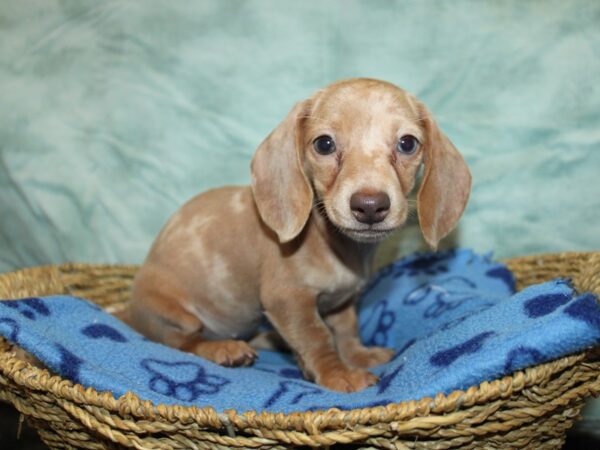 Dachshund Puppy Sable ID:20927 Located at Petland Dalton, Georgia