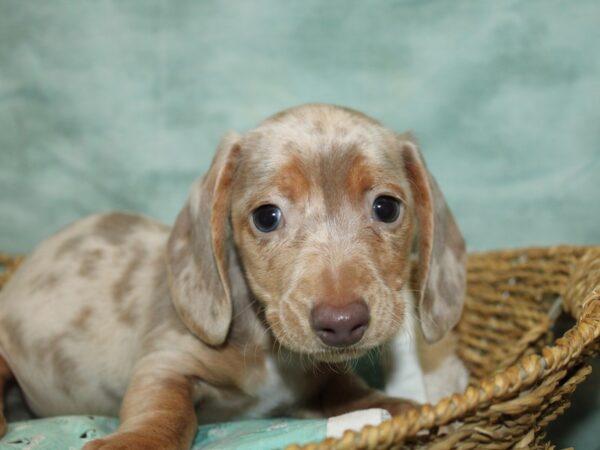 Dachshund Puppy Sable ID:20927 Located at Petland Dalton, Georgia