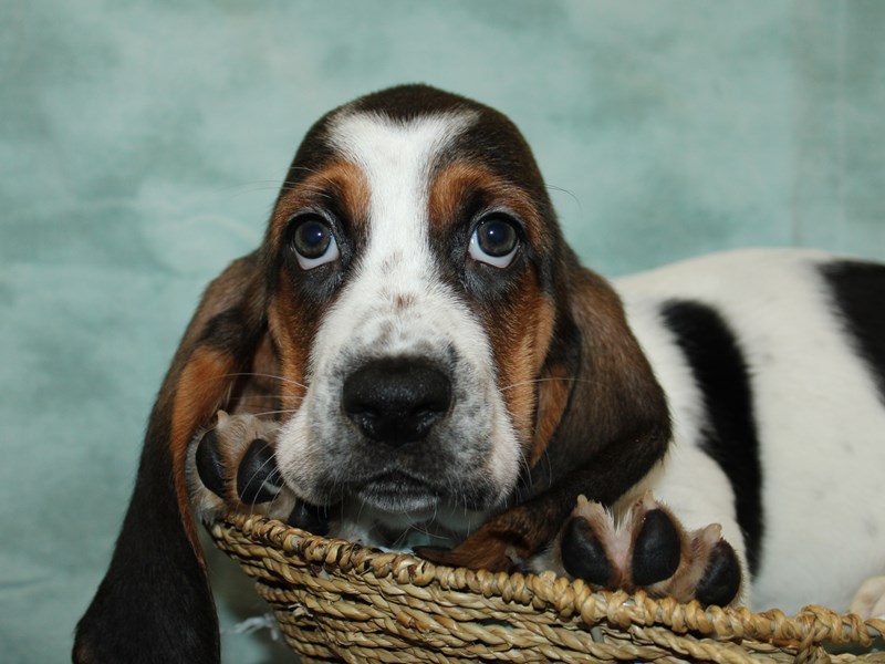 Available Pets - Petland Dalton, Georgia