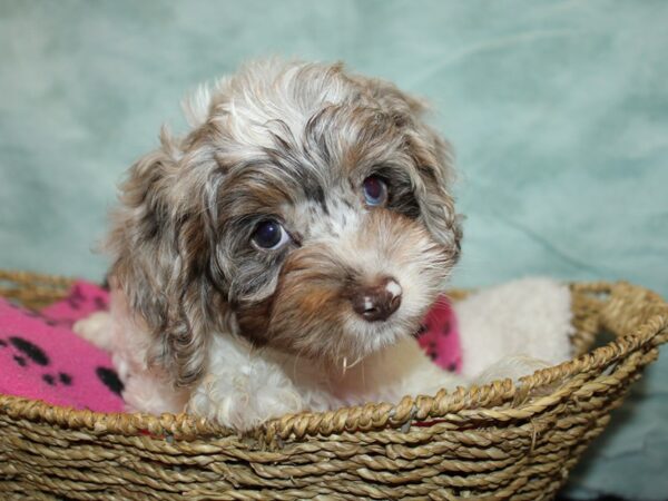 Available Pets - Petland Dalton, Georgia