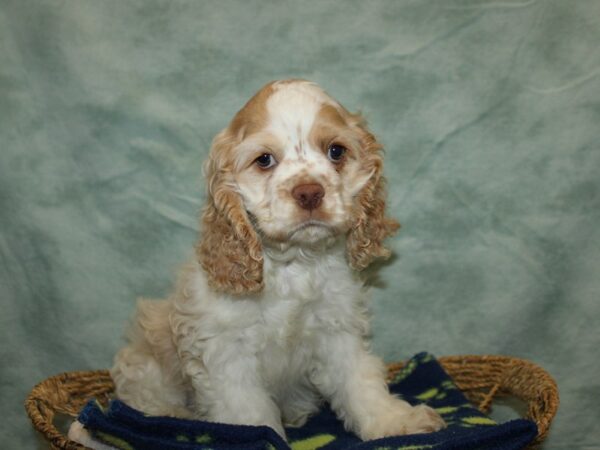 Available Pets - Petland Dalton, Georgia